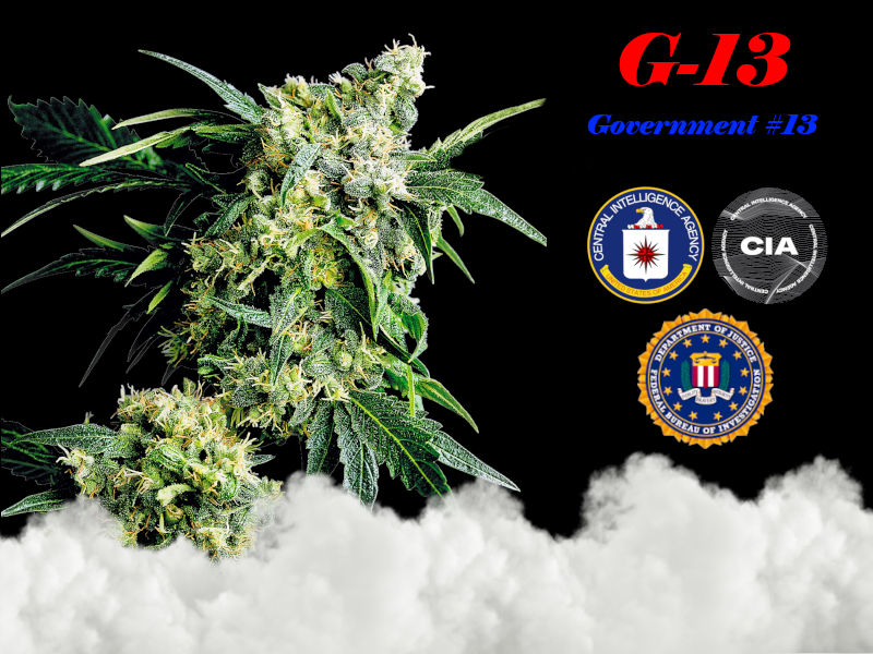 The Crazy Story of the G13 – High Sticky Crew : Master CBD suisse